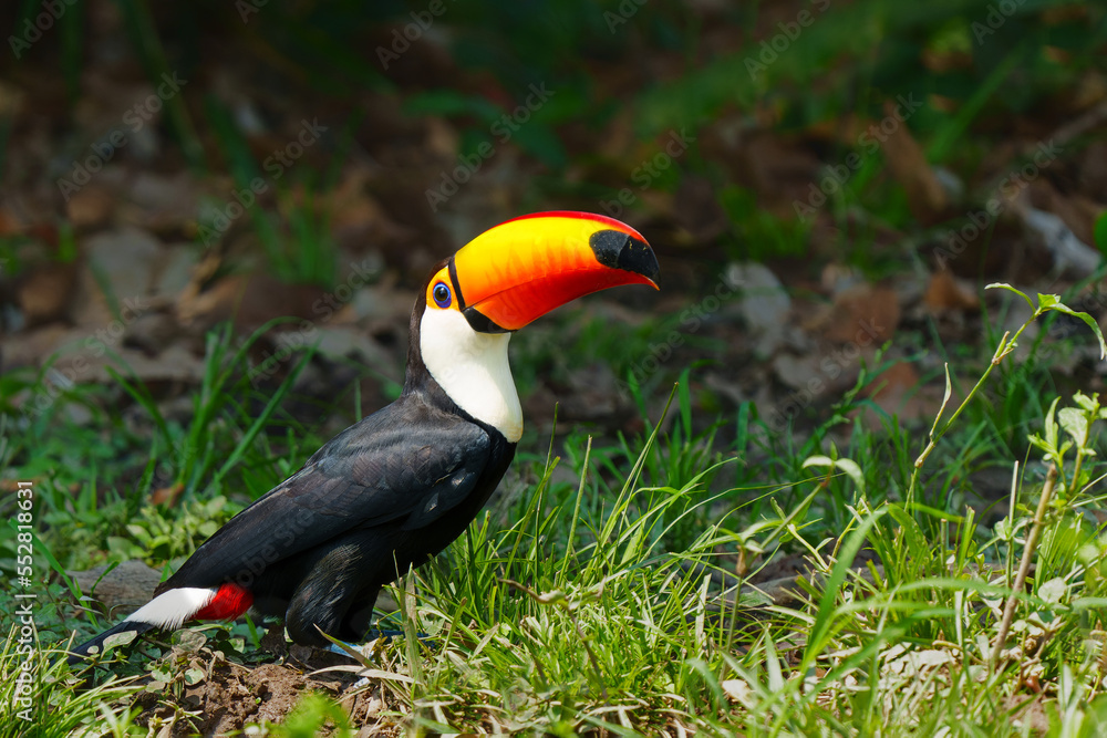 The toco toucan (Ramphastos toco), also known as the common toucan or ...