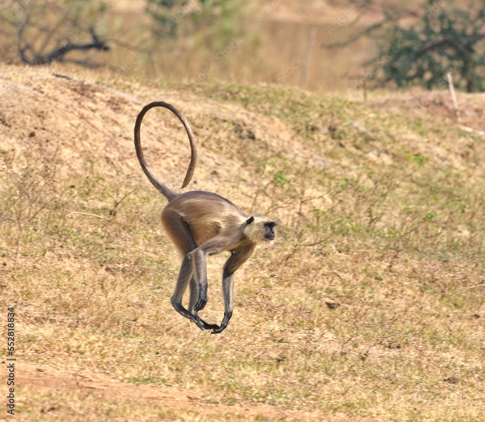 Jumping monkey Stock Photo | Adobe Stock