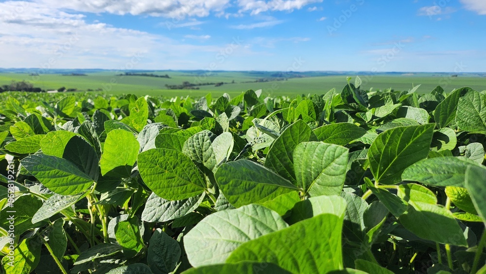 Bela lavoura de soja no Brazil Stock Photo | Adobe Stock