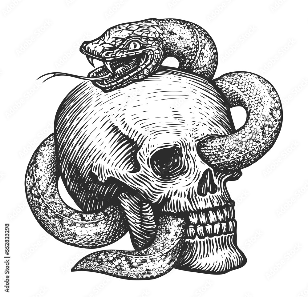 Snake and human Skull sketch. Hand drawn illustration in vintage ...