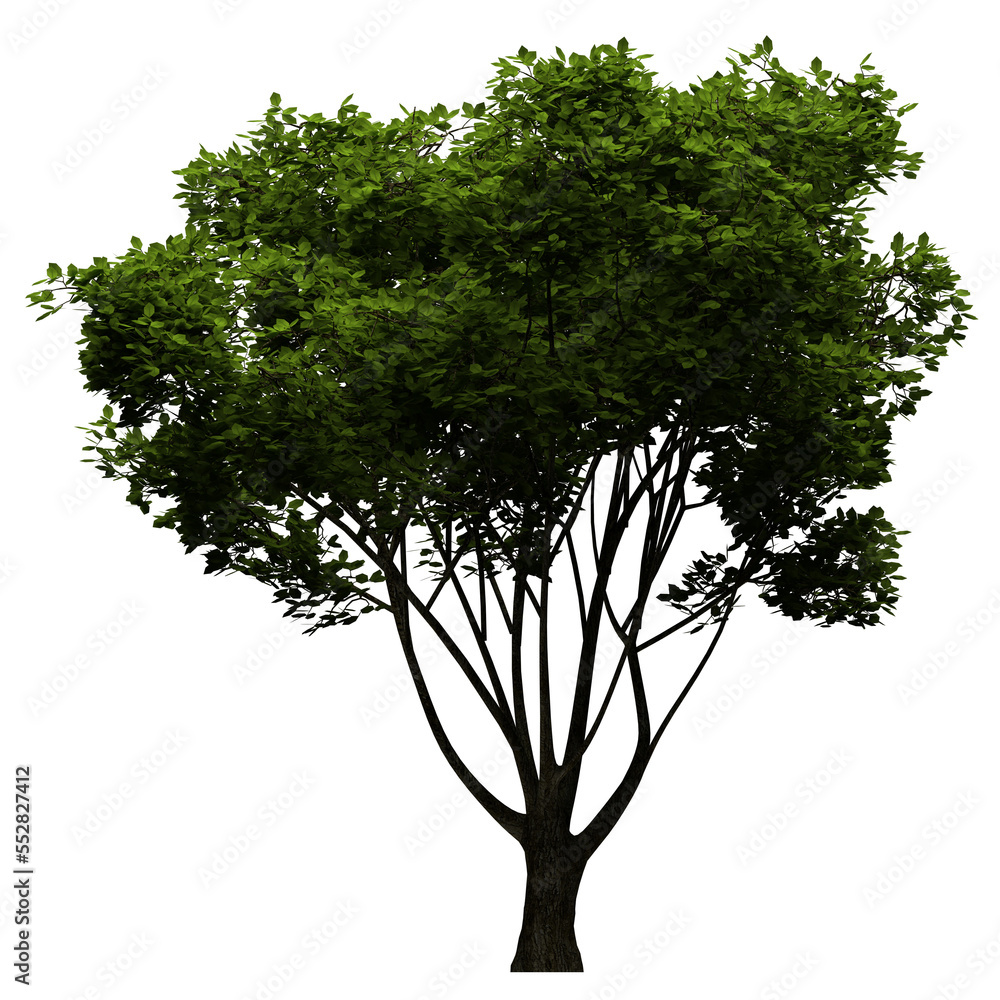 Generic Plant Tree PNG rendered in 4K Resolution for compositing and ...