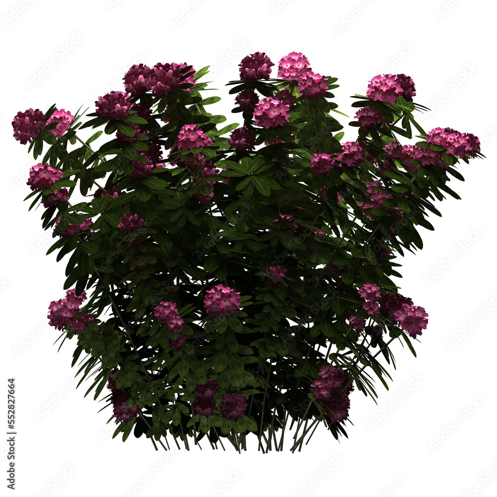Generic Plant Tree PNG rendered in 4K Resolution for compositing and ...