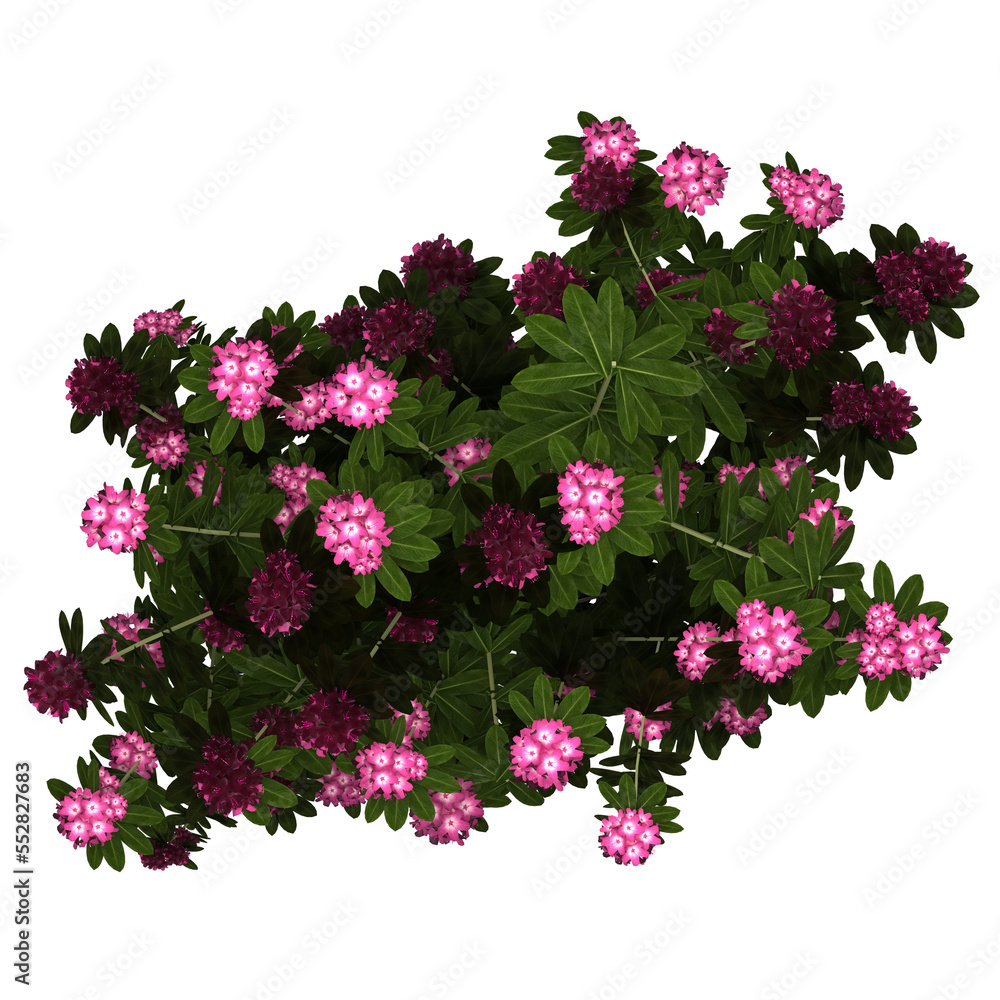 Generic Plant Tree PNG rendered in 4K Resolution for compositing and ...