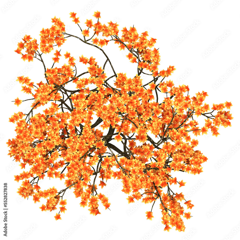 Generic Plant Tree PNG rendered in 4K Resolution for compositing and ...