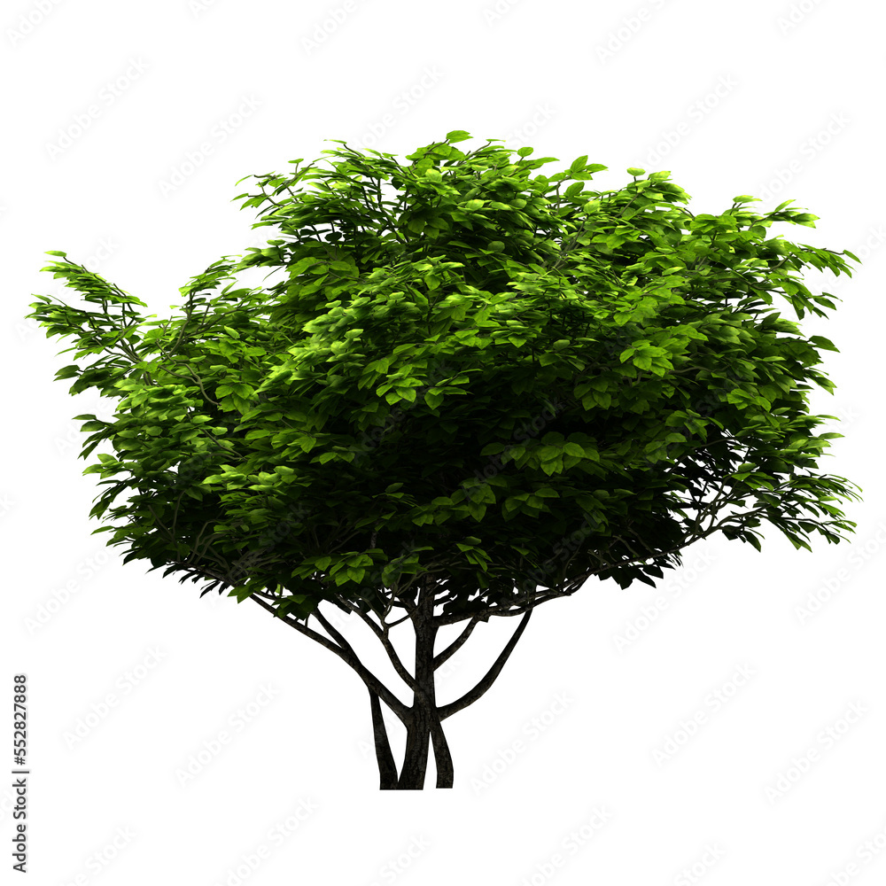 Generic Plant Tree PNG rendered in 4K Resolution for compositing and ...