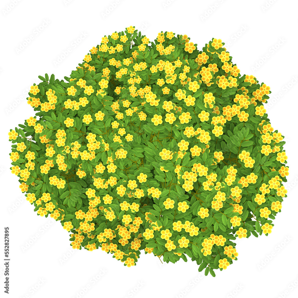 Generic Plant Tree PNG rendered in 4K Resolution for compositing and ...