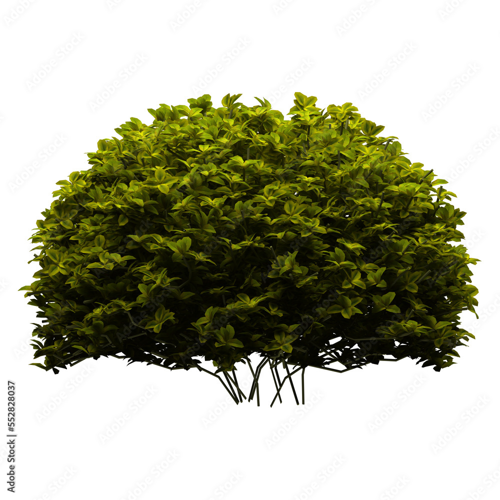 Generic Plant Tree PNG rendered in 4K Resolution for compositing and ...