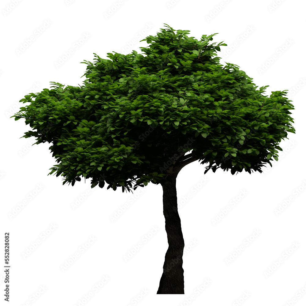 Generic Plant Tree PNG rendered in 4K Resolution for compositing and ...