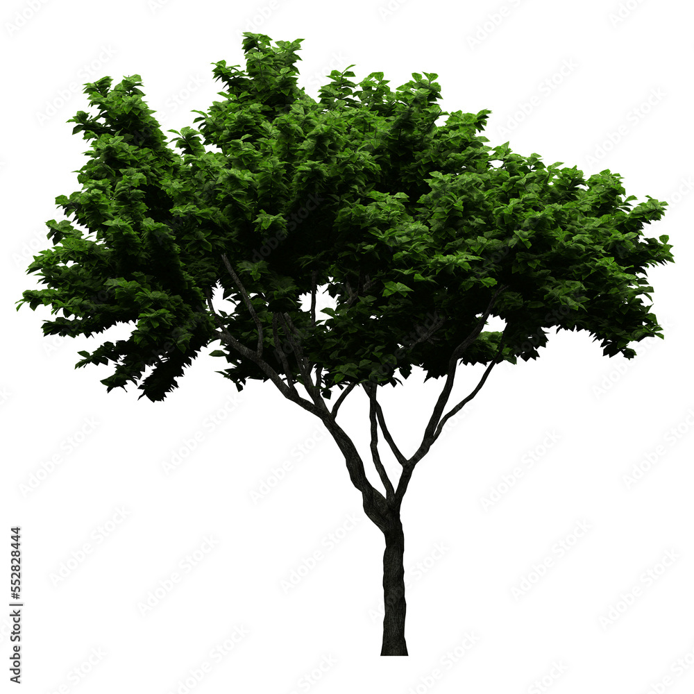 Generic Plant Tree PNG in 4K Resolution for compositing and Background ...