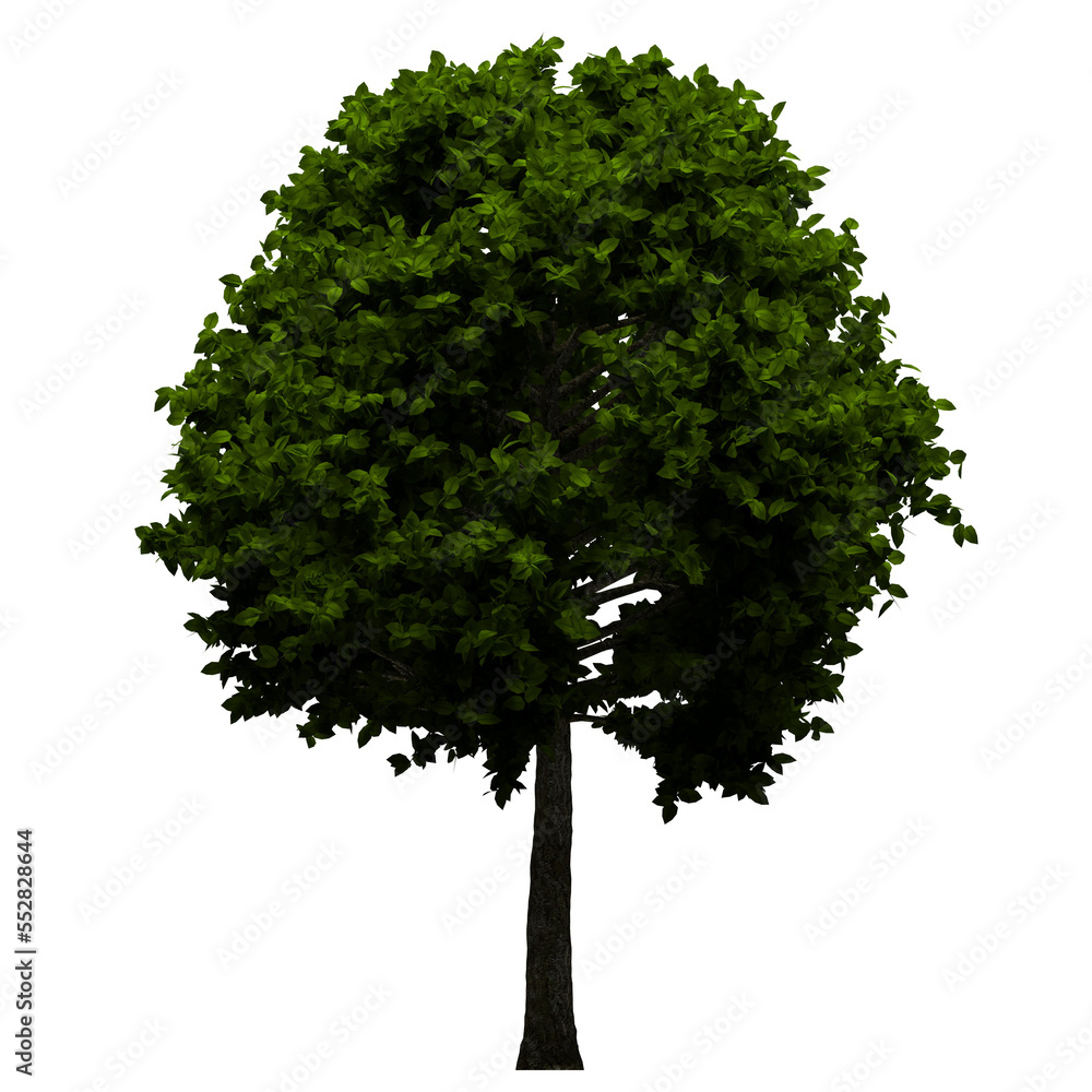 Generic Plant Tree PNG in 4K Resolution for compositing and Background ...