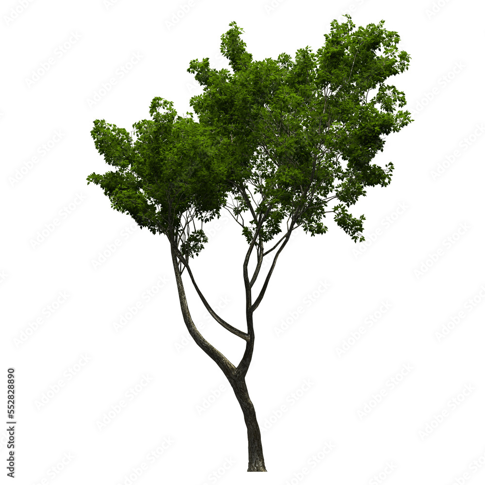Generic Plant Tree PNG in 4K Resolution for compositing and Background ...