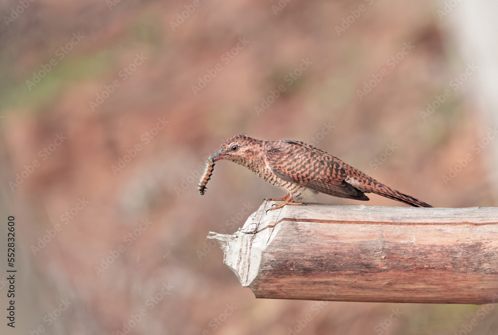 plaintive cuckoo(female).plaintive cuckoo is a species of bird ...