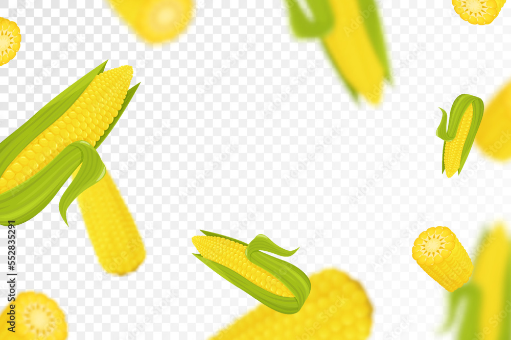 Corn background. Flying fresh yellow ripe corn on transparent ...