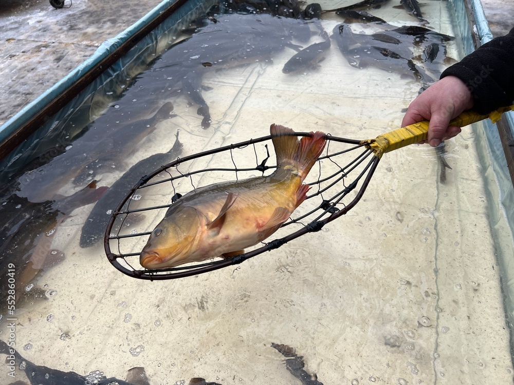 Karp, ryba w siatce, carp, fish, ryba żywa na siatce, ryba żywa na ...