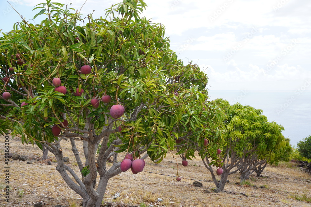 orchard of mango trees on the tropical island of La Réunion France ...