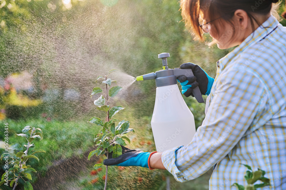 Woman in garden with spray gun spraying young trees with preparations ...