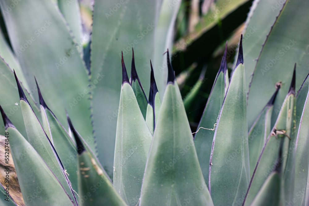 Fotka „Agave fernandi regis. Succulent, cactus plant with long smooth ...