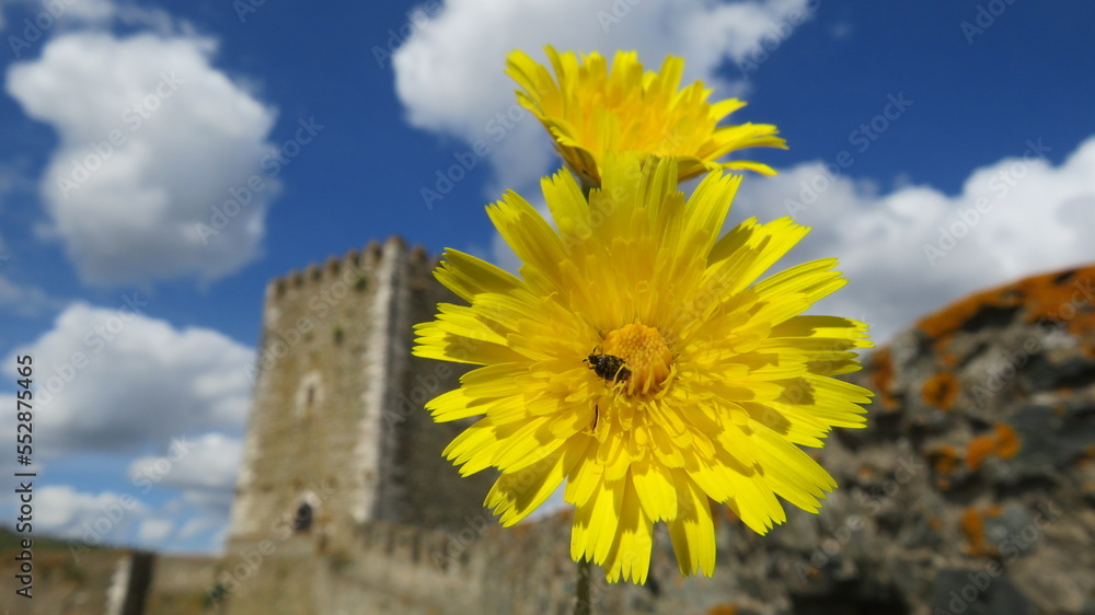 Ruinas do Castelo medieval fortificado de Portel em Portugal, muralhas ...