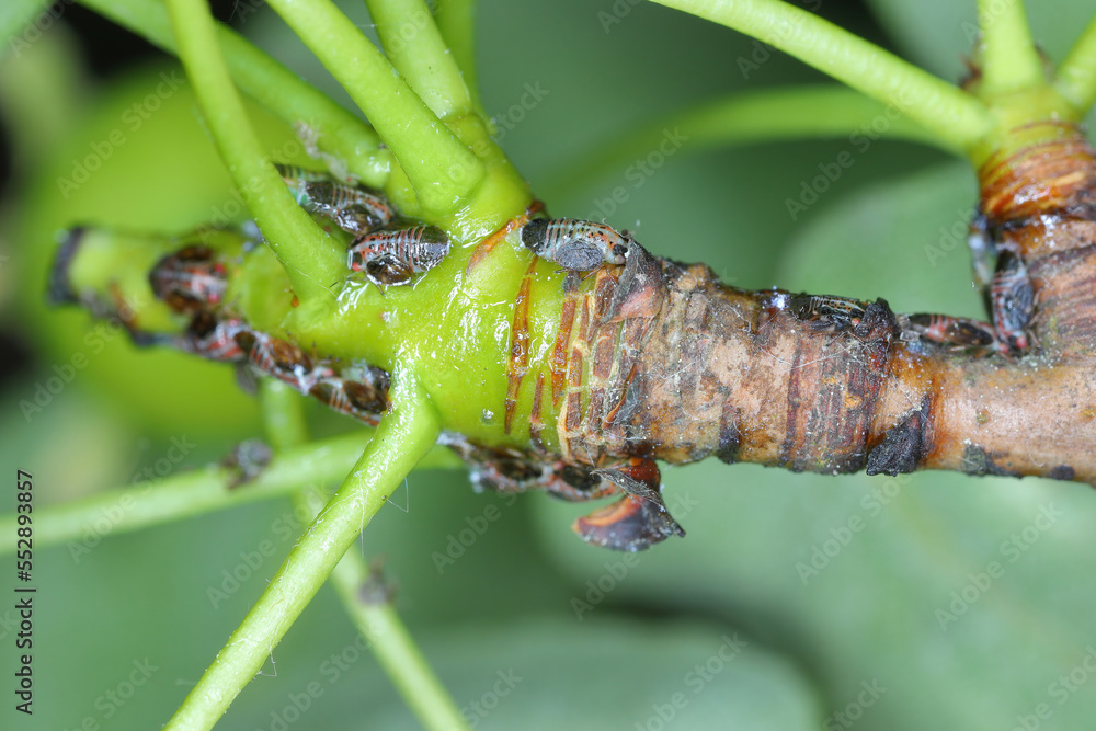 Psyllidae, the jumping plant lice or psyllids, are a family of small ...