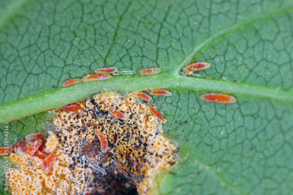 Larvae of Mycopdiplosis coniophaga feeding on aeciospores of Puccinia ...