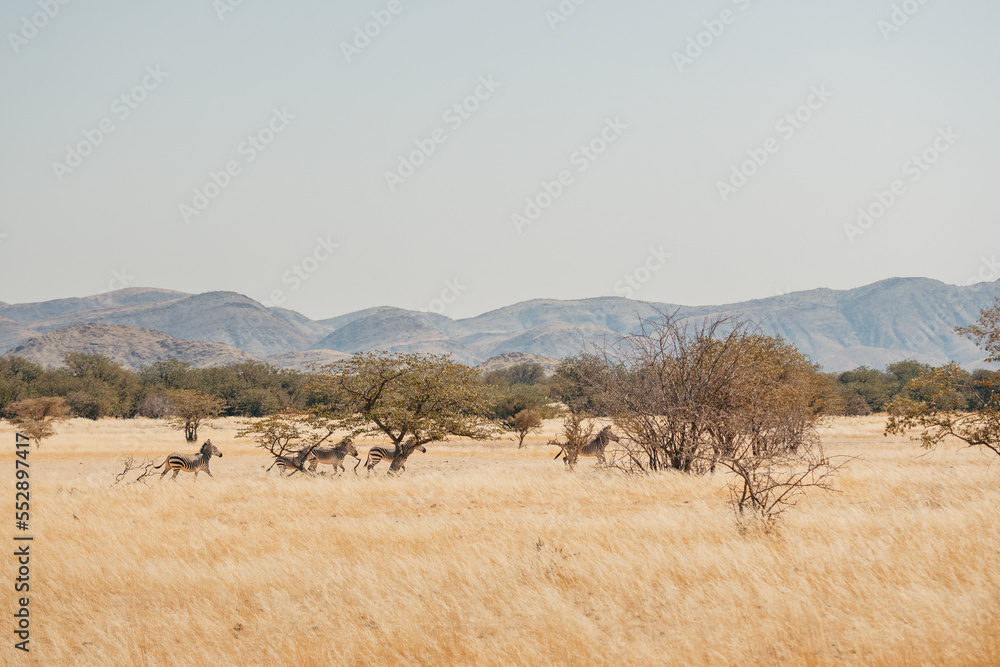 Panorama - Eine Gruppe Bergzebras (Equus zebra) rennt durch das hohe ...
