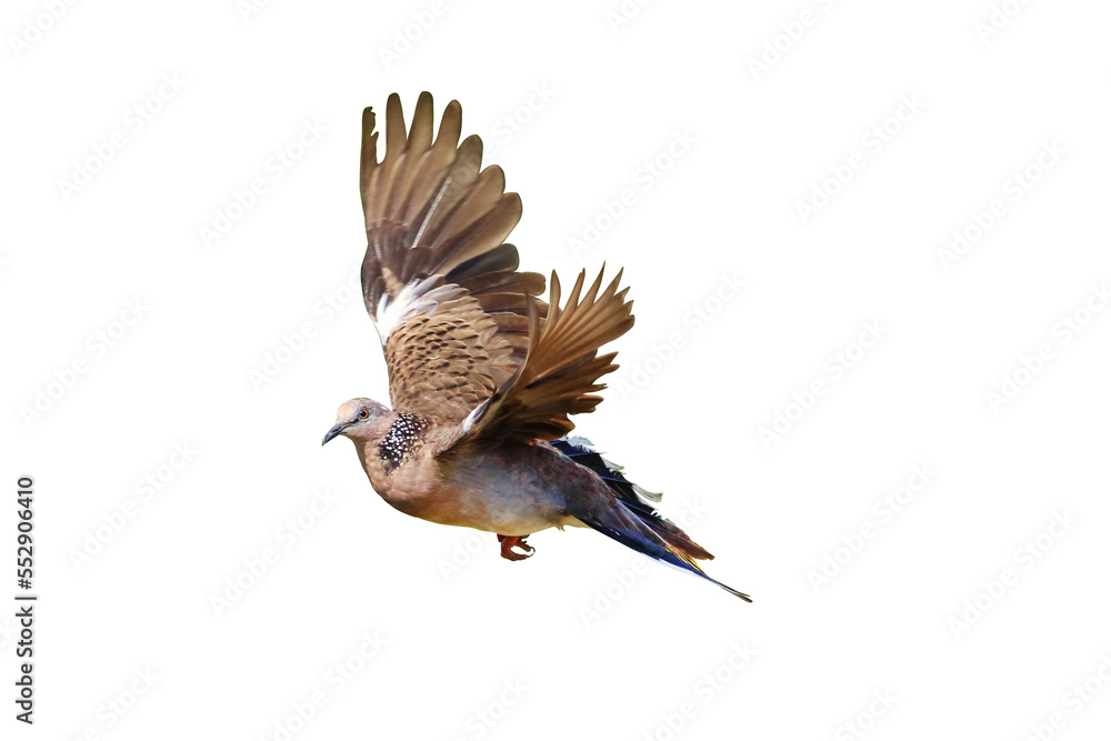 Spotted dove flying isolated on transparent background png file Stock ...