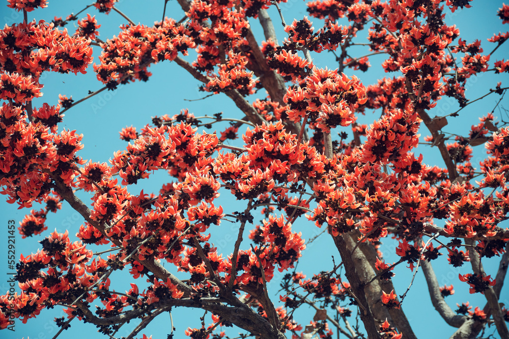 Foto Stock Vibrant red flowers of Butea monosperma (popularly known as ...