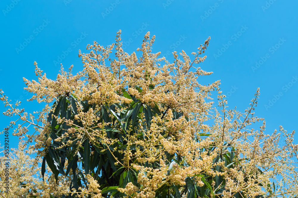 inflorescence (aam mukul blossom) of Mango flowers in a mango tree ...