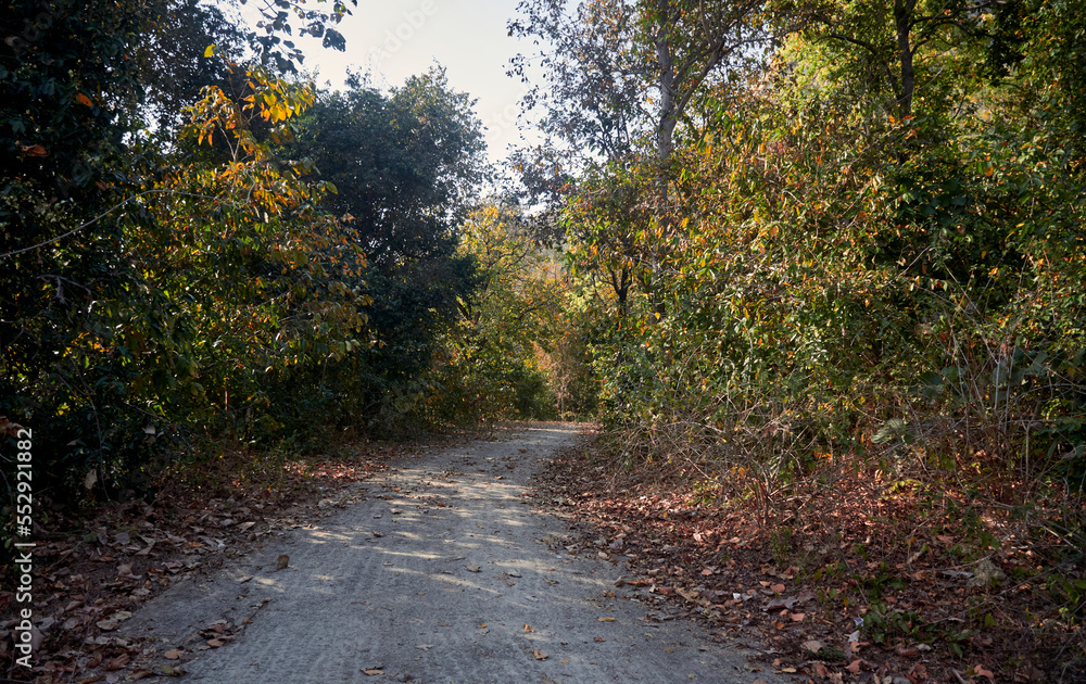 Narrow motor path through jungles of Shorea robusta, the sal tree in ...