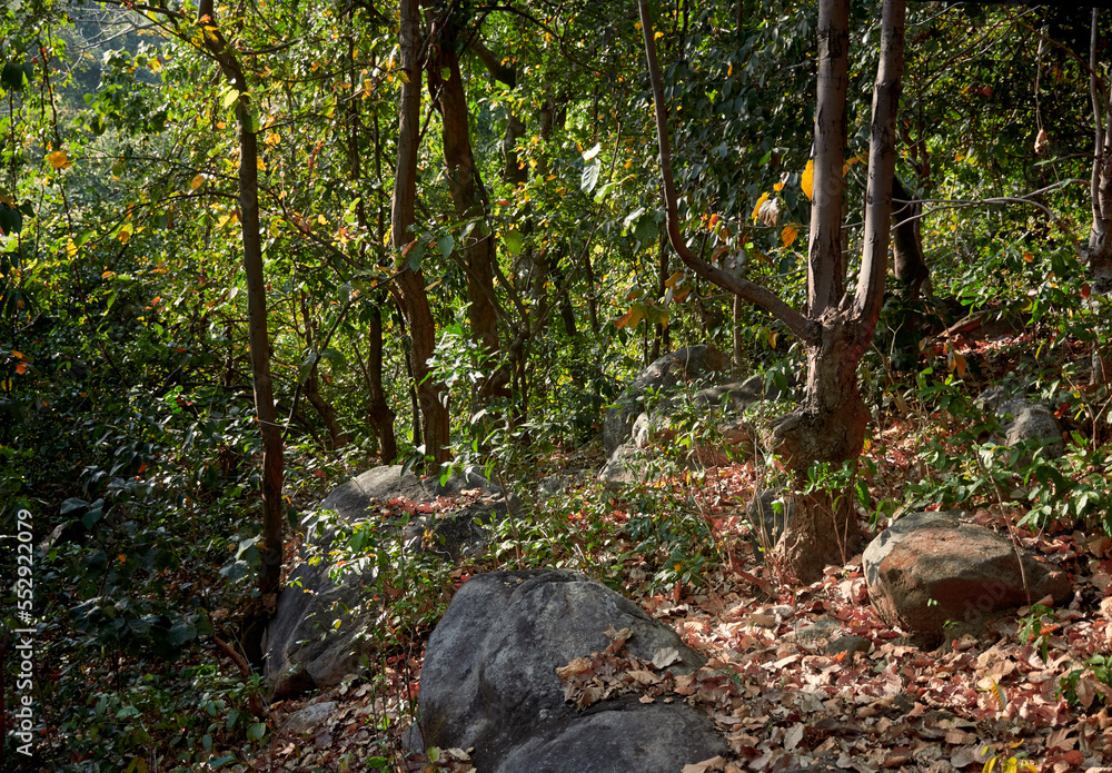 Shorea robusta, the sal (shaal) tree forest in Purulia, West Bengal ...