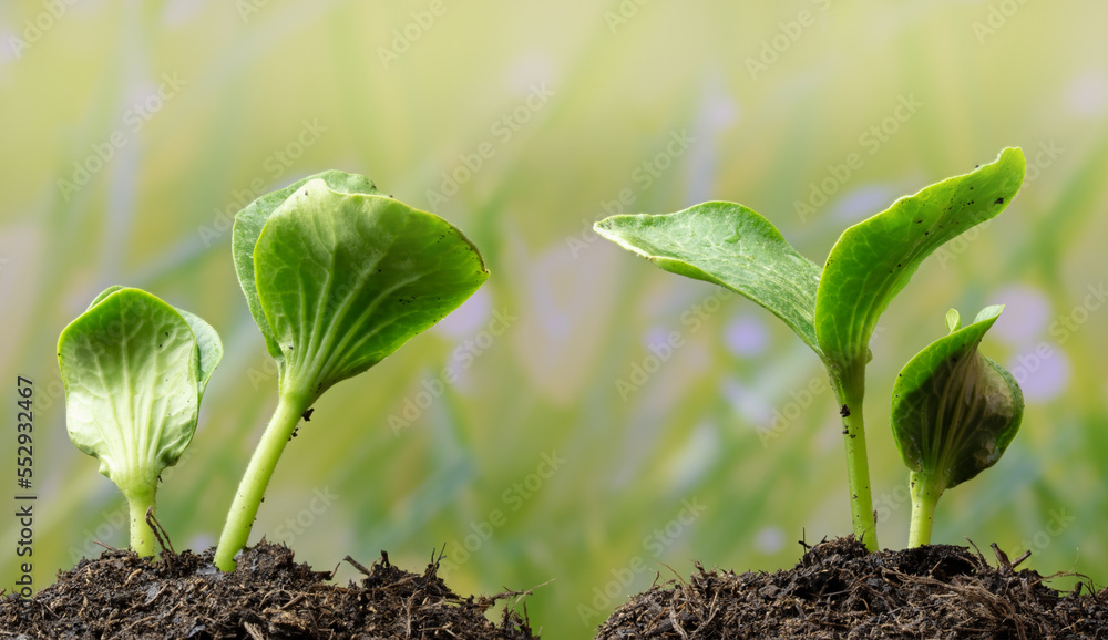 young plants growing on compost against natural green background Stock ...