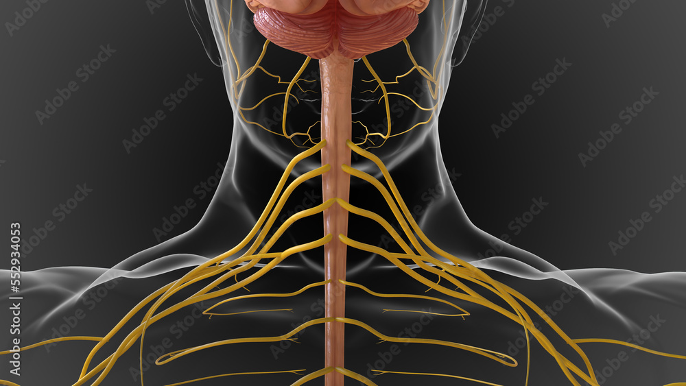 The central nervous system is made up of the brain and spinal cord 3D ...