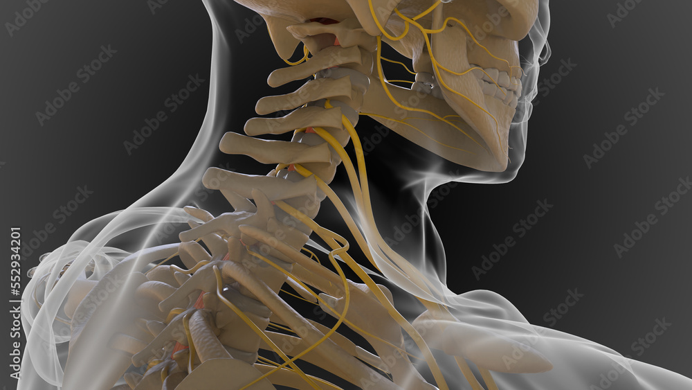 The bony skeleton is divided into 2 parts axial skeleton and ...