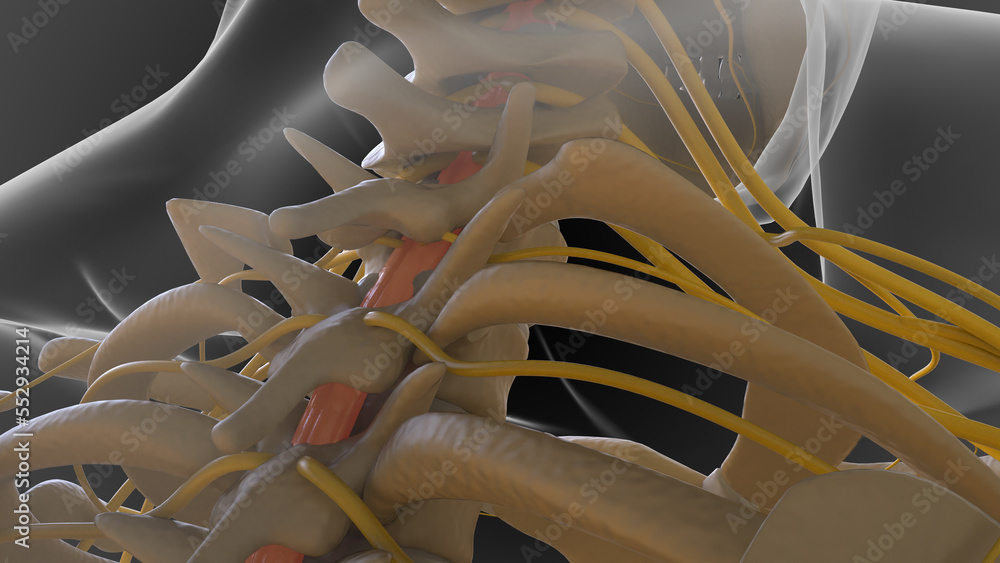 The bony skeleton is divided into 2 parts axial skeleton and ...
