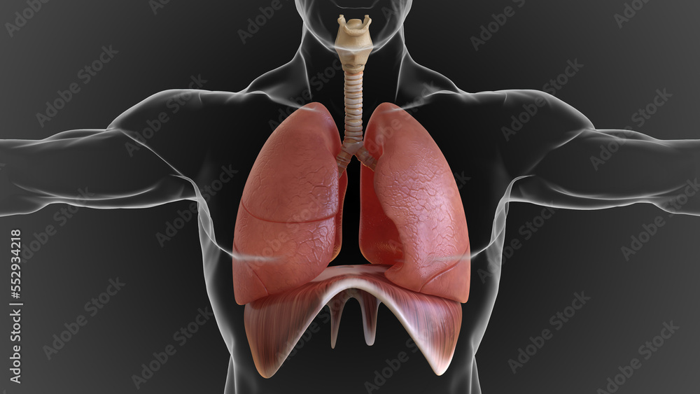human lungs and respiratory system allow oxygen in the air to be taken ...