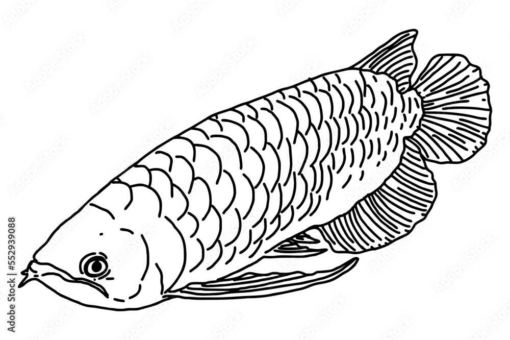 Animal - Orange Arowana Fish Line Art Vector Stock Vector | Adobe Stock