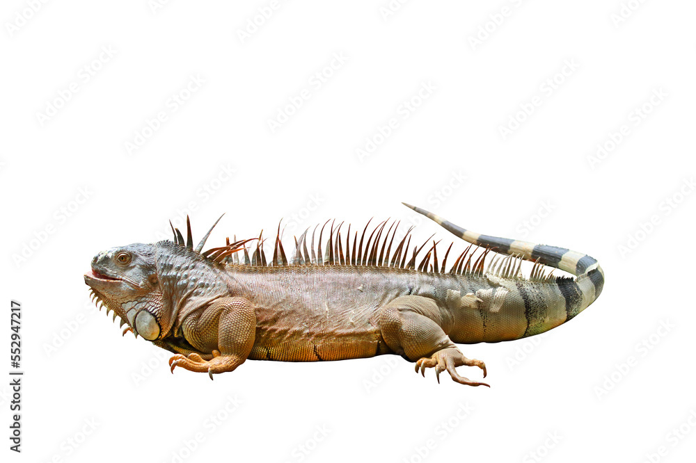 Beautiful iguana isolated on transparent background png file Stock ...