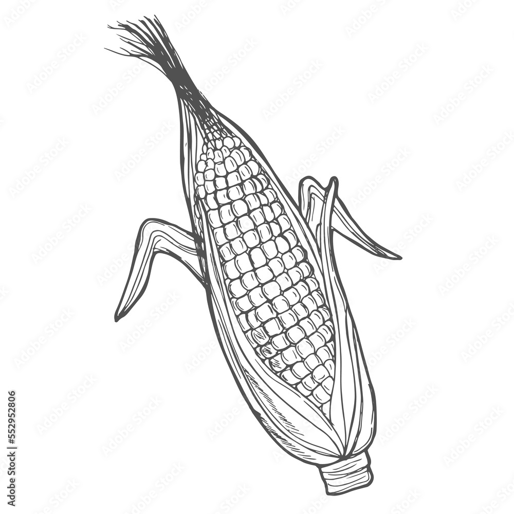 Vector hand drawn popcorn corn cob outline doodle icon. Food sketch illustration for print, web ...