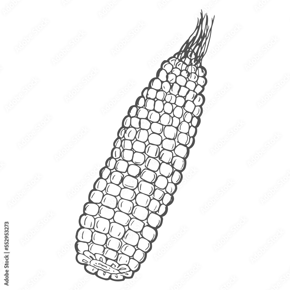 Hand drawn autumn corn doodle colorless illustrations. ?ute vector ...