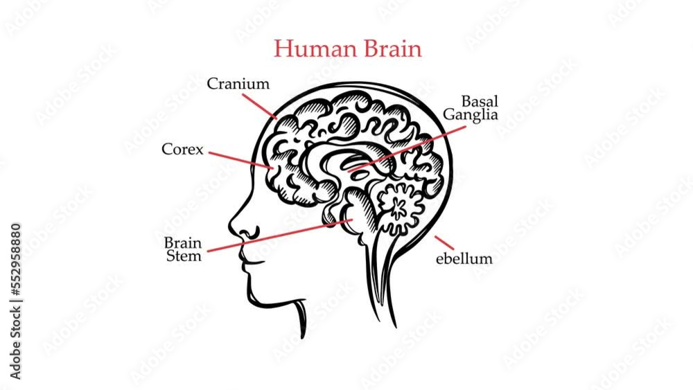 HUMAN BRAIN OUTLINE VIDEO Medical Education Animation Banner General ...