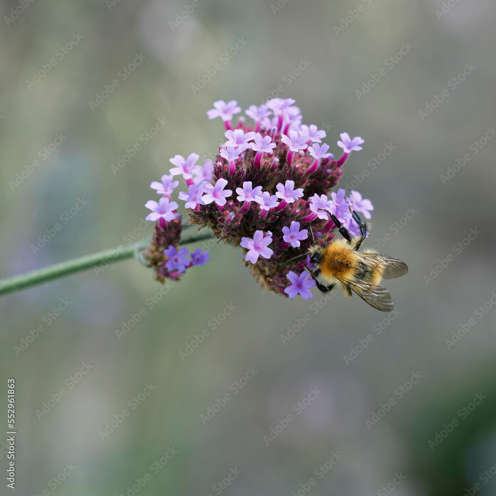 Bombus humilis | Abeille cardère à bandes brunes ou bourdon variable ...