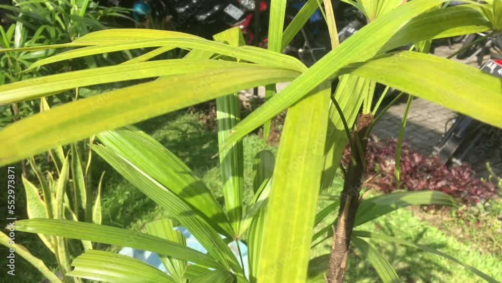 Dypsis lutescens, also known as golden cane palm, areca palm, or bamboo ...