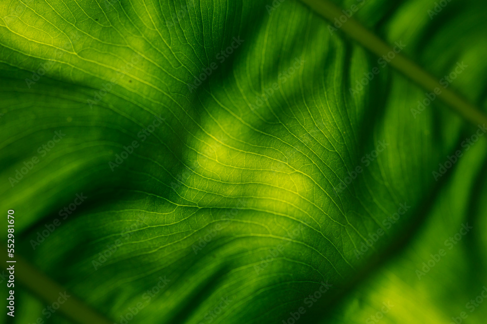 Textured green leaf background with light behind, leaf texture, dark ...