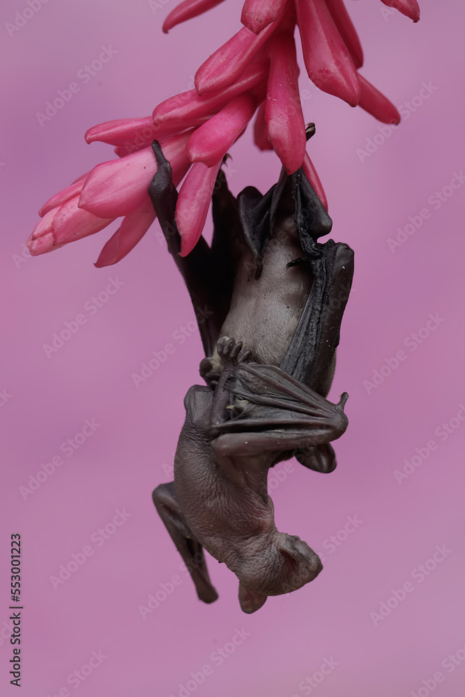 A mother short nosed fruit bat is resting while holding her young in a ...
