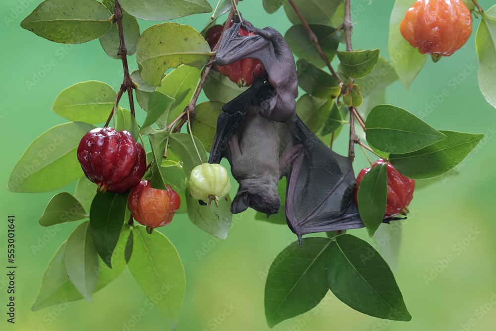 A mother short nosed fruit bat is resting while holding her baby on a ...