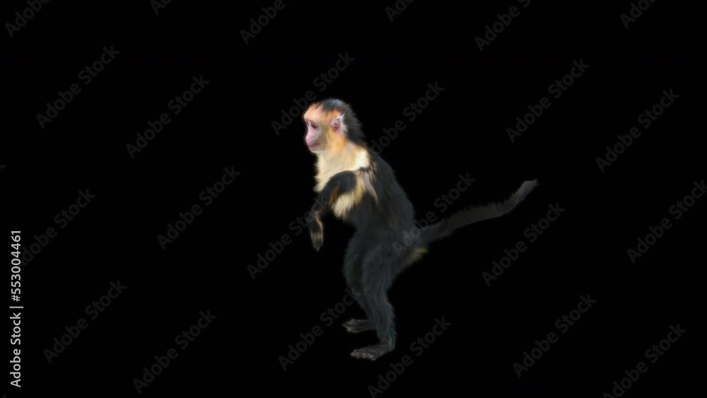 White-headed Capuchin, black monkey, monkeys Dance CG fur 3d rendering ...