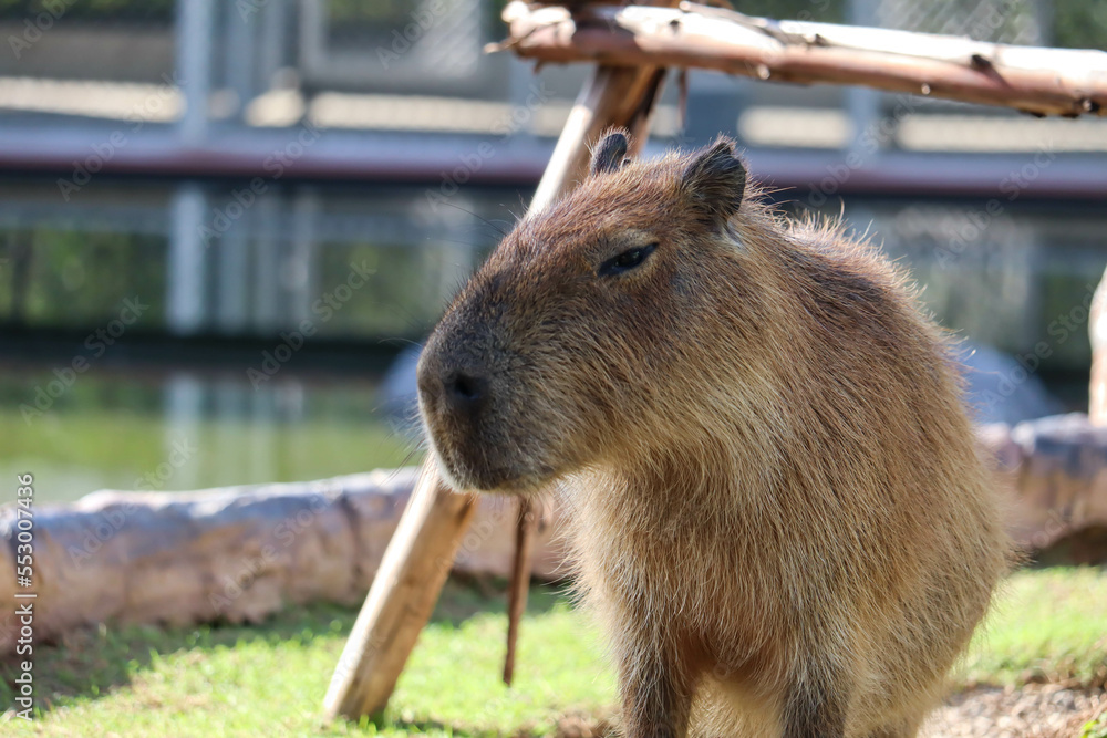 Capybara lying on grass ground / Sleeping capybaras on summer day in ...