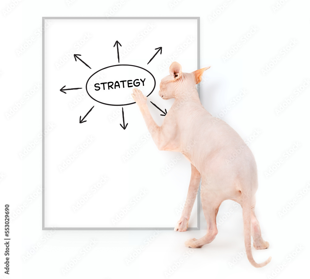 Stockfoto Funny cat with business strategy sign. Back view of sphynx ...