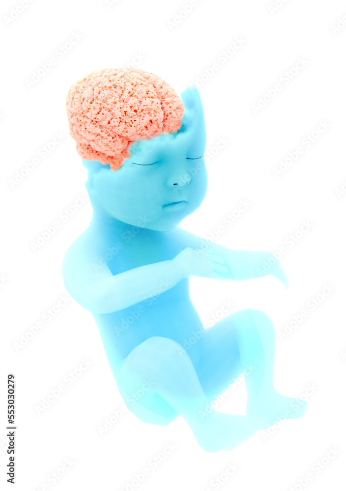 Child, fetus, organ formation. Sponge effect brain. Sensory expansion ...