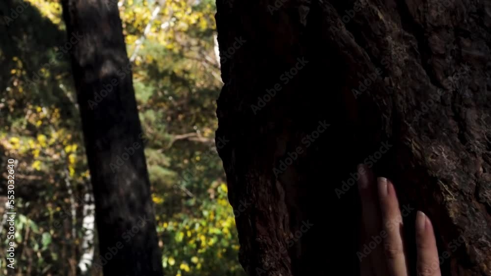 Landscape with a bright sun. Motion. A sliding hand on a thick tree ...